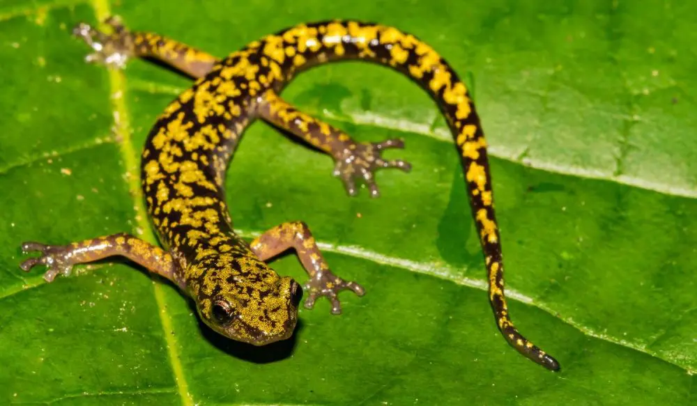 10 Facts about Green Salamander