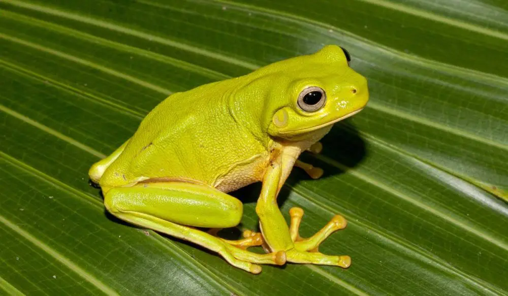 10 Facts about Green Tree Frog
