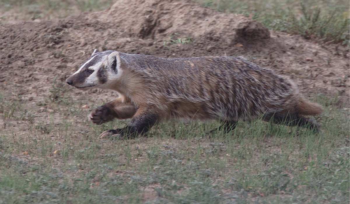 American Badger