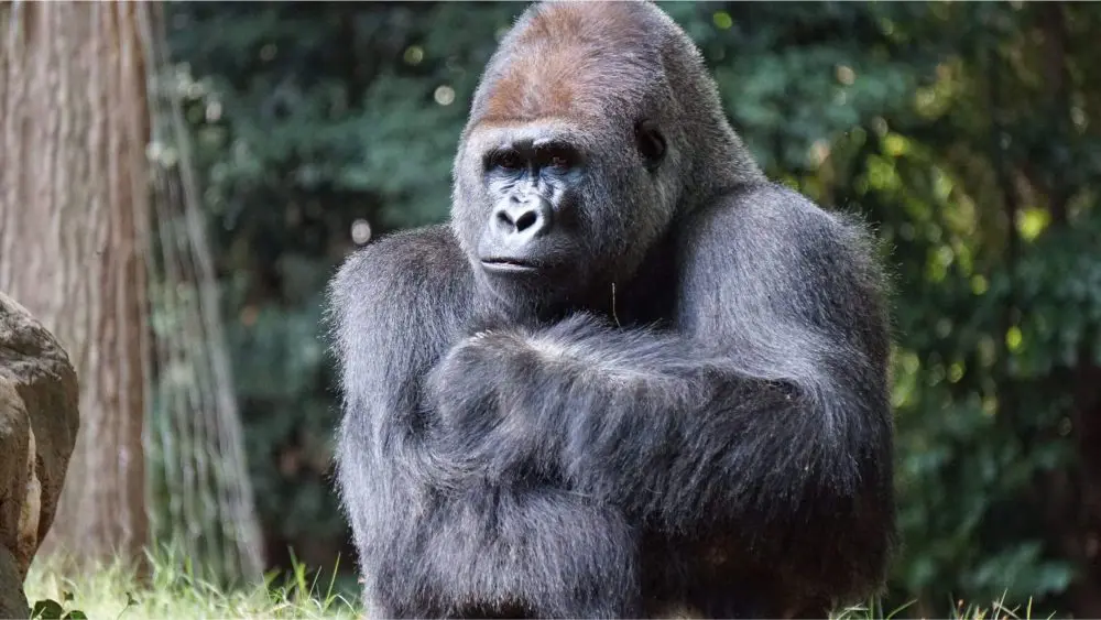 10 Facts about the Cross River Gorilla