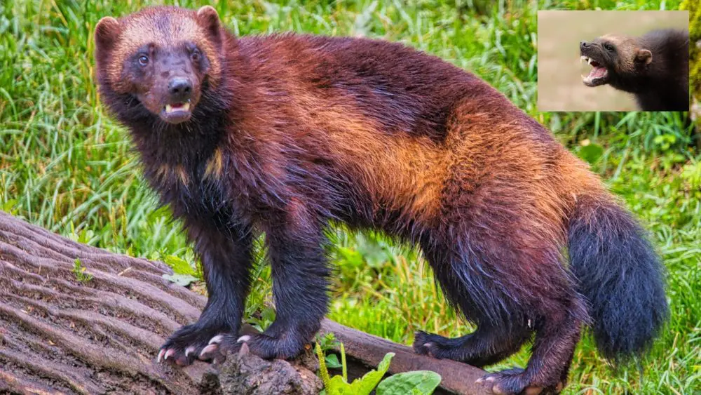 10 Facts about The Wolverine